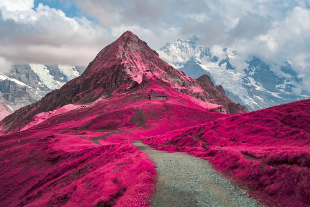 Exceptional Winners of the 2024 Infrared Photography Contest