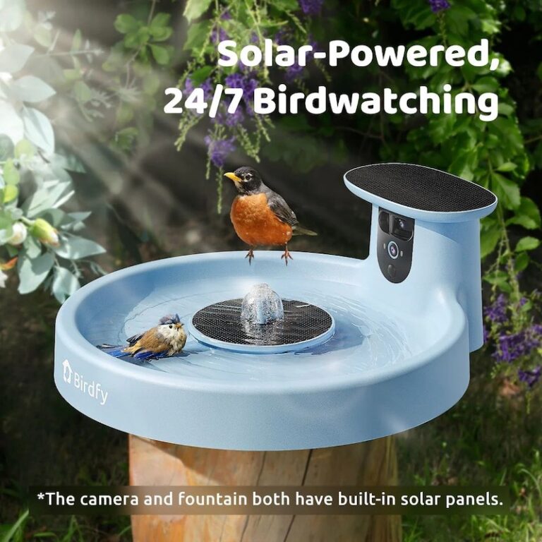 This Smart Bird Bath Automatically Takes Photos and Videos of Feathered ...