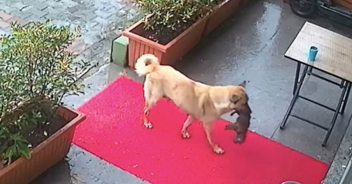 Mom Dog Carries Her Pup in the Mouth to the Vet To Get Help