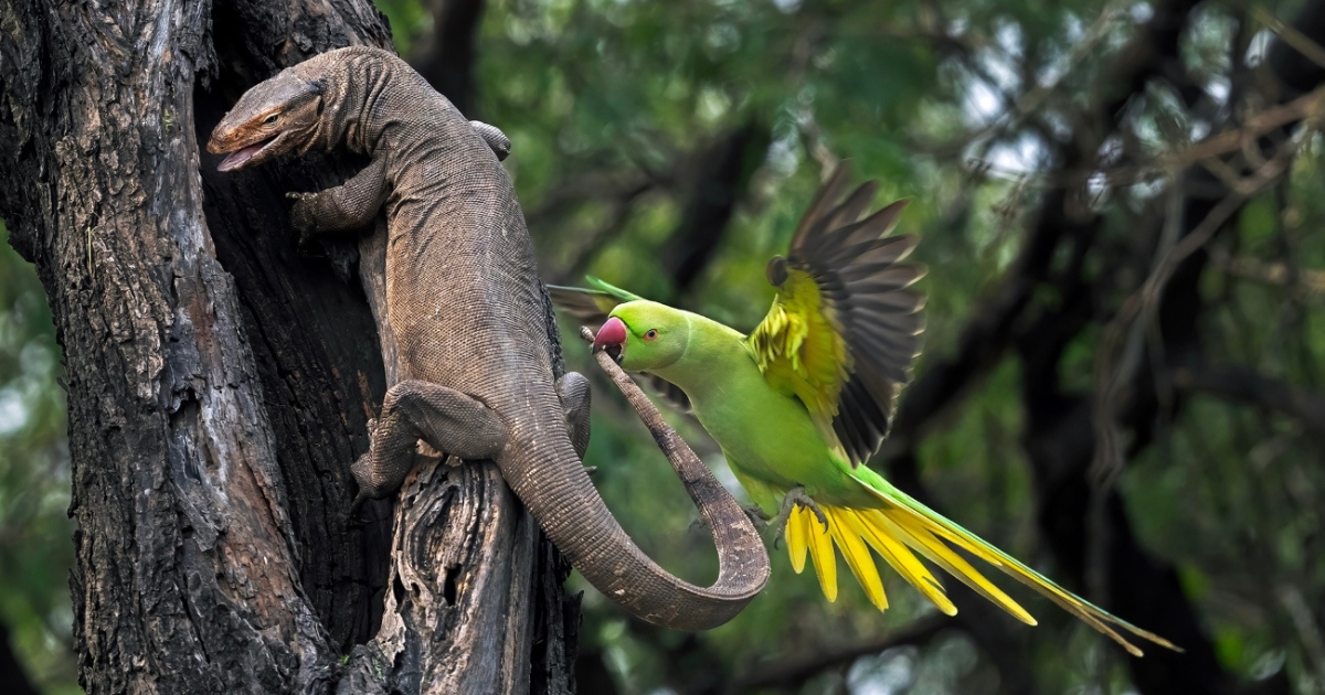 Bold Bird Biting a Monitor Lizard's Tail Wins Photography Contest