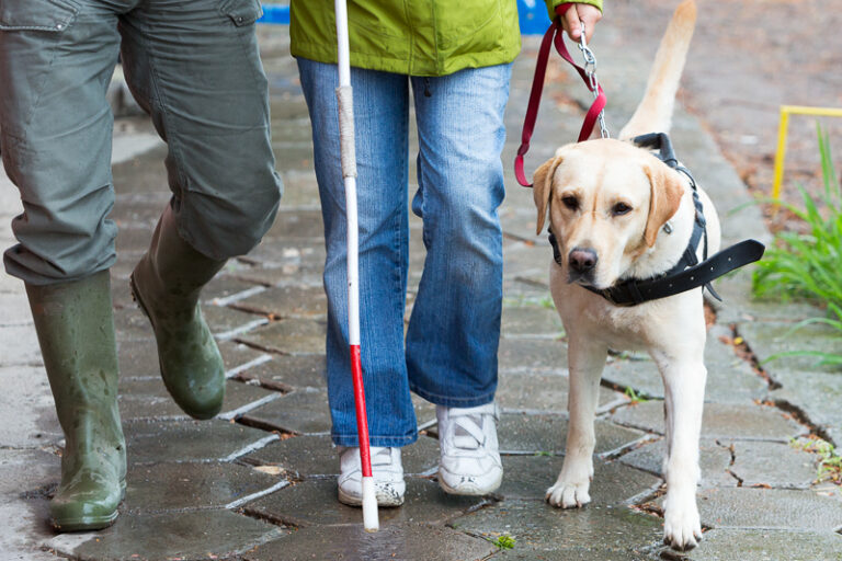 Study Finds "Smarter" Dogs Actually Have the Smallest Brains