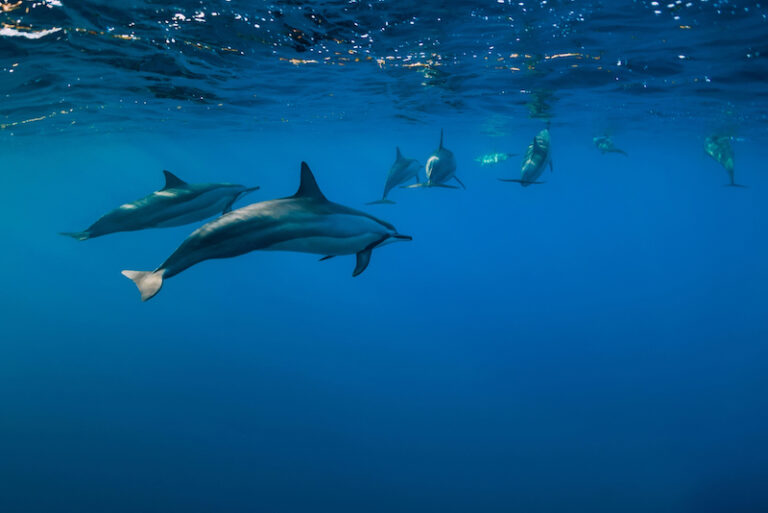 Drone Footage Captures Rare “Super Pod” of Over 1,500 Dolphins
