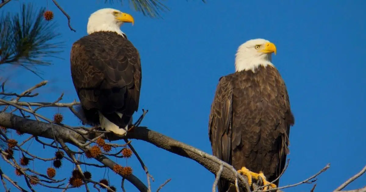 Internet-Famous Bald Eagles's Three Eggs to Hatch Soon