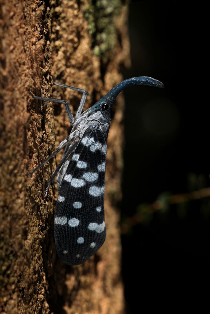 Photographer Travels To Remote Forests of Indonesia To Capture Images ...