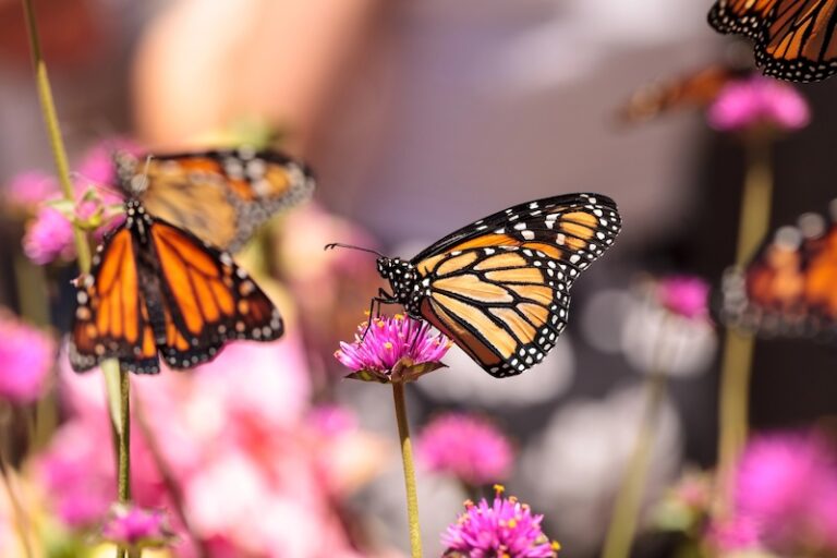 Monarch Butterfly Numbers Hit a Near 30-Year Record Low