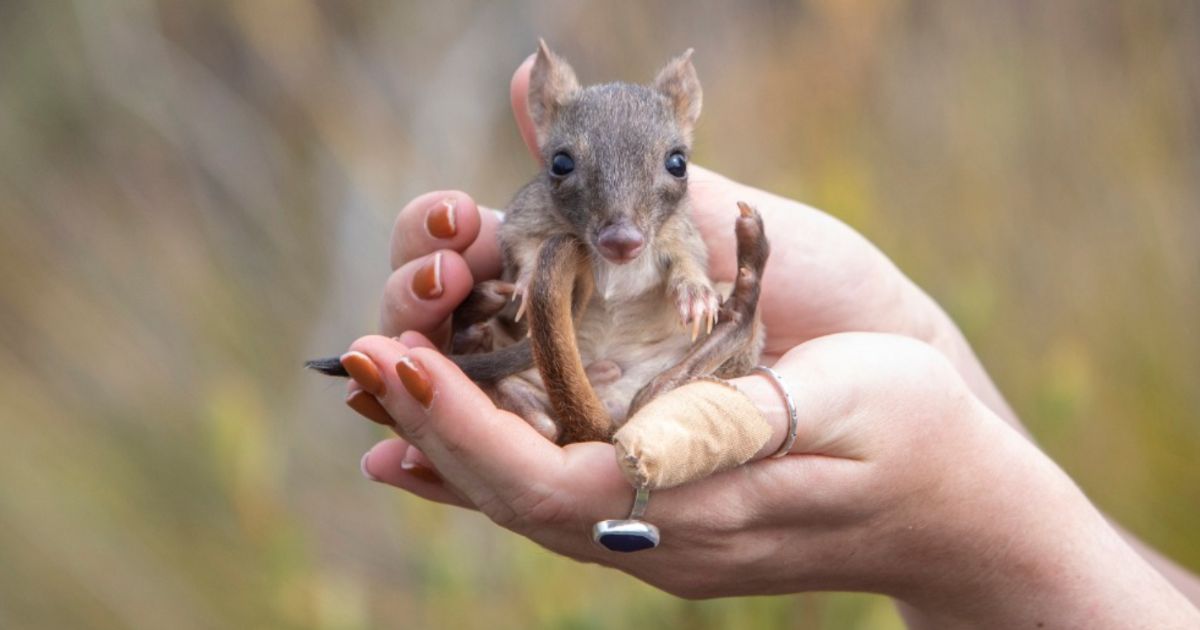 This Adorable Marsupial Is Bouncing Back From Near Extinction