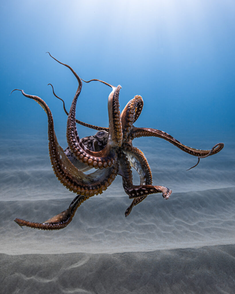 Up-And-Coming Ocean Photographer Shares Her Passion for Marine Life ...