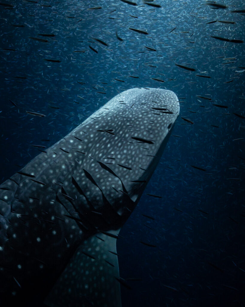 Up-And-Coming Ocean Photographer Shares Her Passion for Marine Life ...