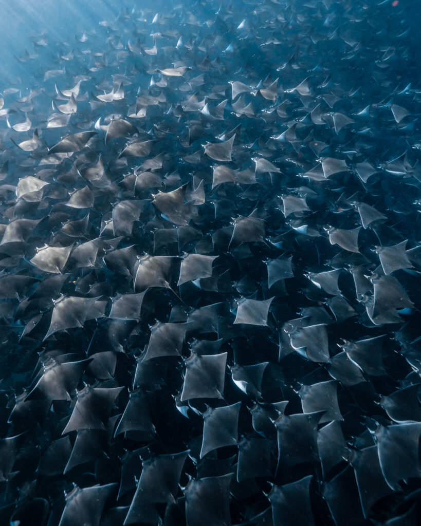 Up-And-Coming Ocean Photographer Shares Her Passion for Marine Life ...
