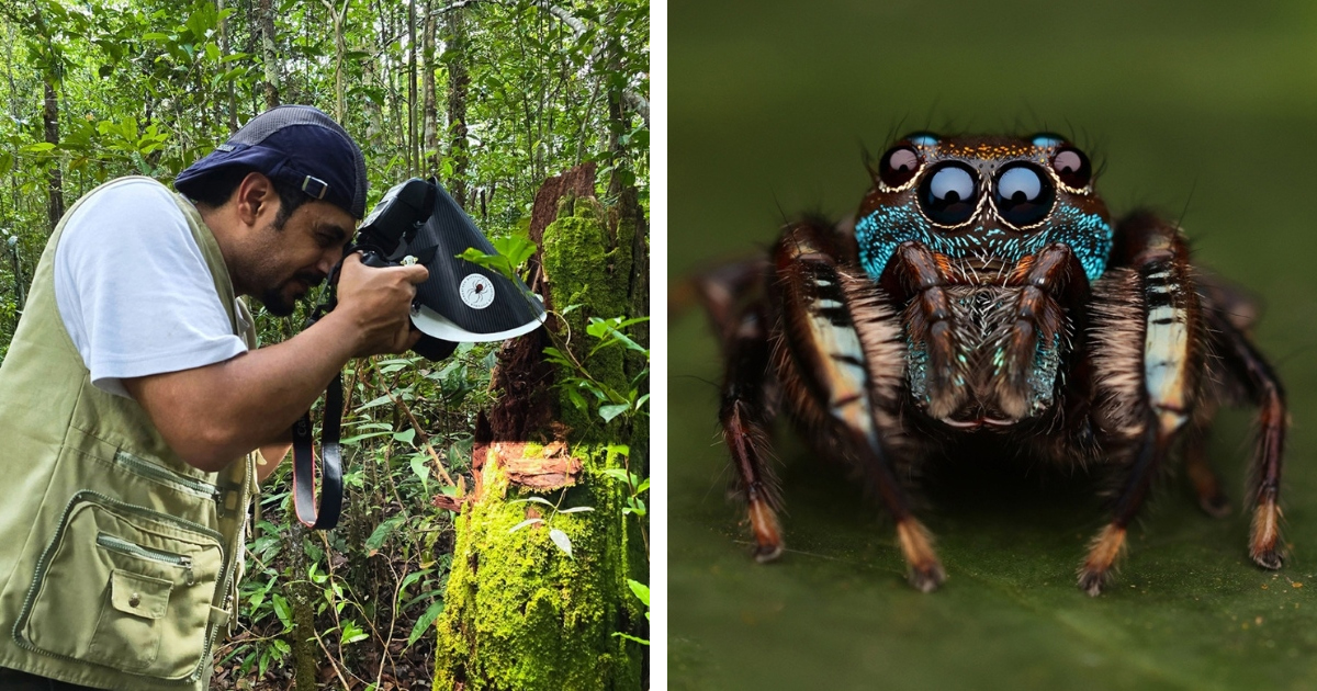 Photographer Documents Insects In Indonesia's Remote Forests