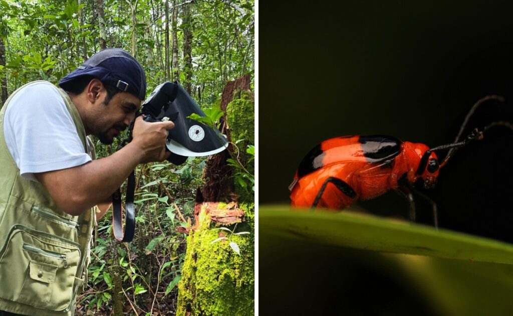 Photographer Documents Insects In Indonesia's Remote Forests