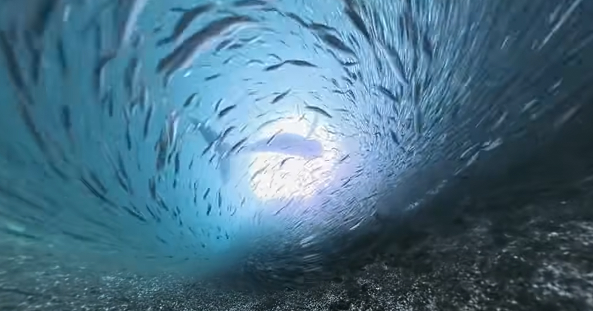 Lost Camera Leads to Incredible Humpback Whale Footage