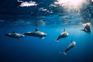 Super Pod Made up of Over 2,500 Dolphins Captured on Video