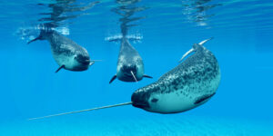 Drone Video Reveals How Narwhals Use Their Tusks