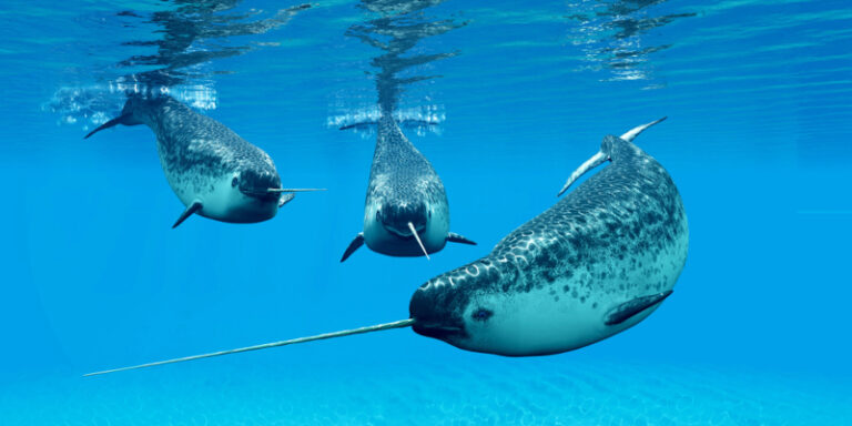 Drone Video Reveals How Narwhals Use Their Tusks
