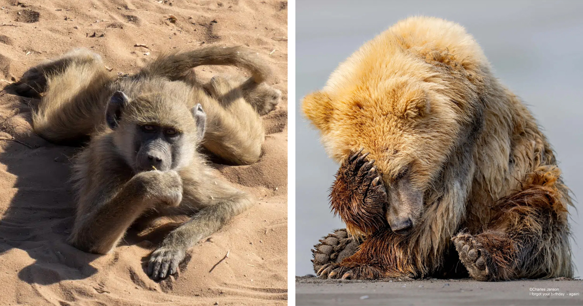 Laugh Along With Funny Wildlife in the Comedy Wildlife Awards