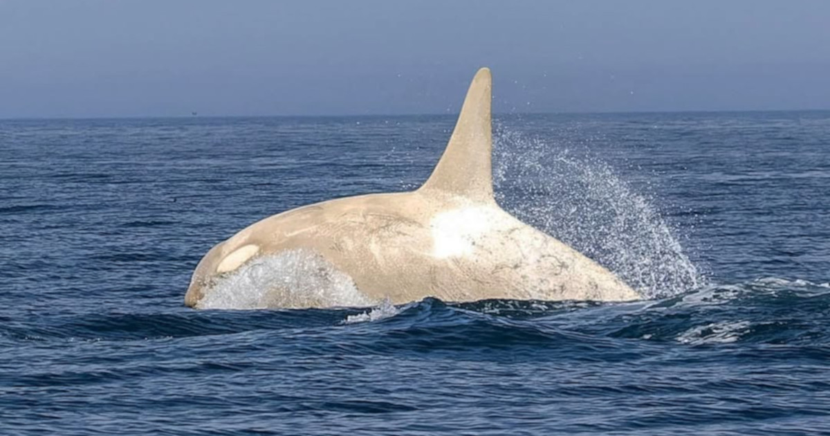 Japanese Photographer Captures an All-White Orca in Hokkaido