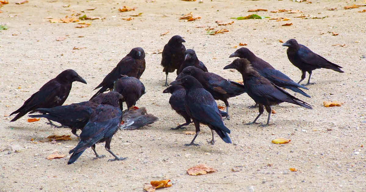 Turns Out Crows Understand Basic Geometry, Just Like Humans