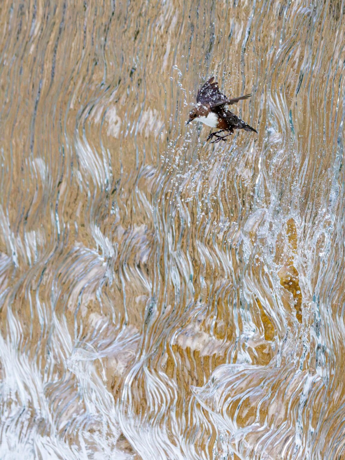 Adventurous Bird Wins 2025 GDT Nature Photographer of the Year Contest