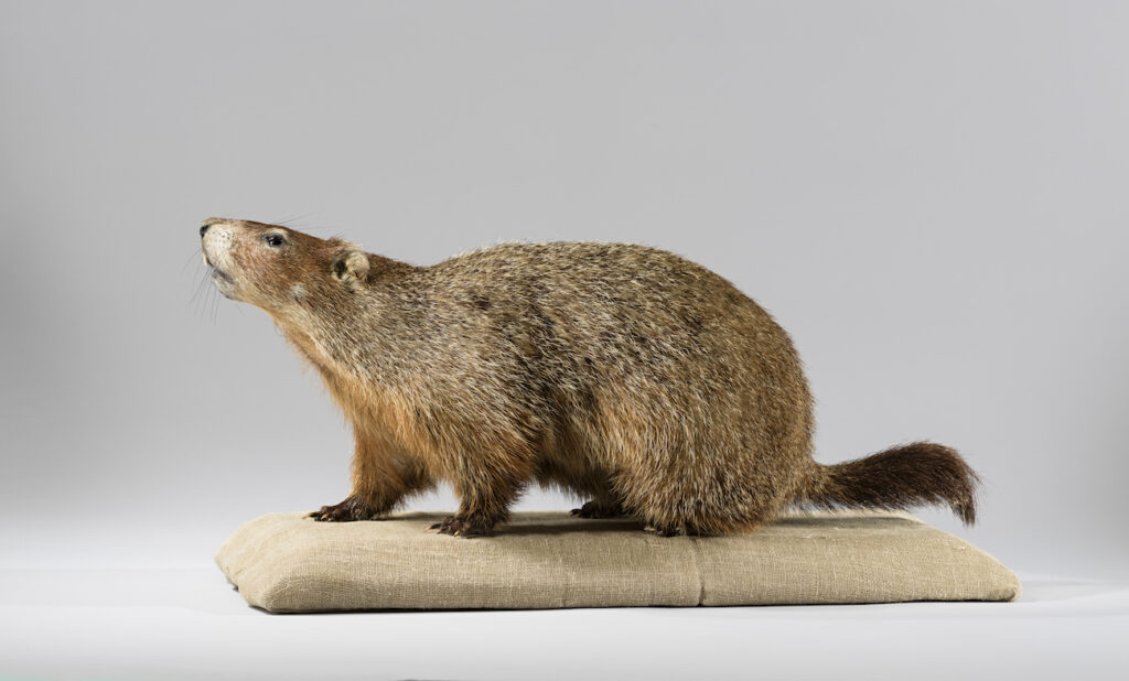 New ‘Little Beasts’ Exhibition Explores the Intersections of Natural ...