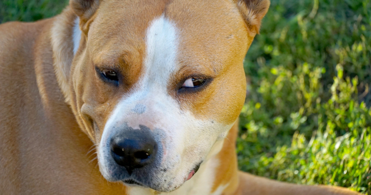 Study Finds Dogs Can Tell if Someone Is Untrustworthy