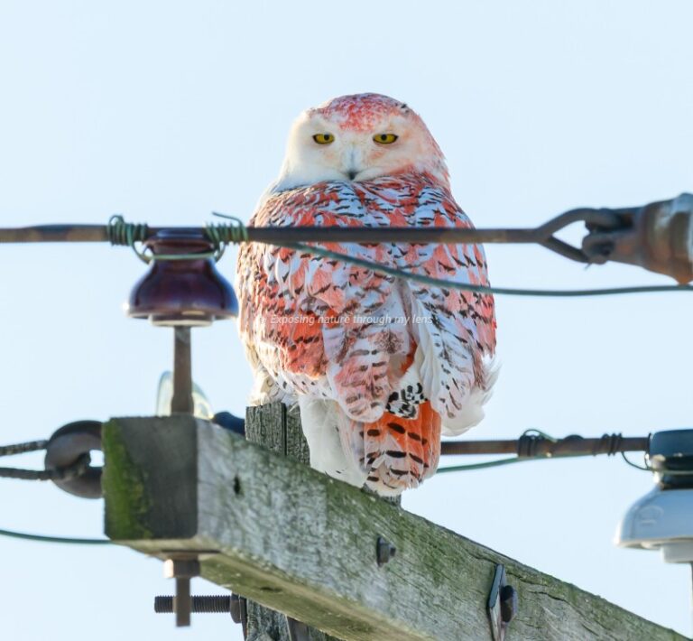 Wildlife Photographer Captures Unusual Orange Snowy Owl by Lake Huron
