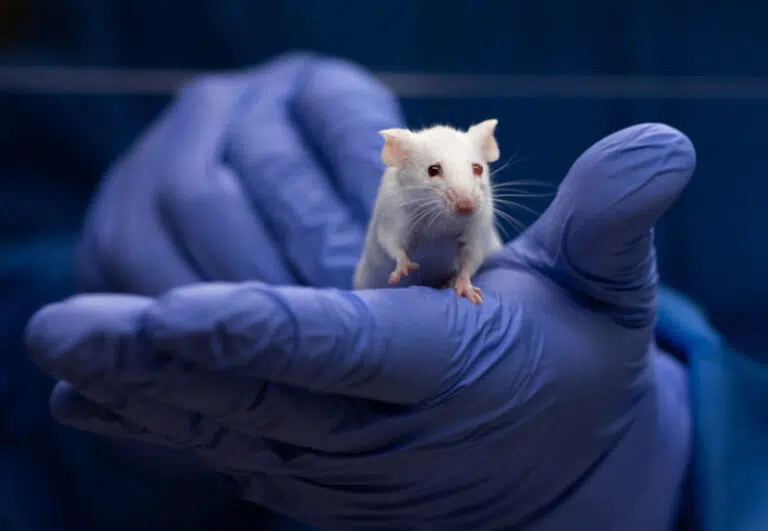 Researchers Put a "Human Language" Gene in Mice