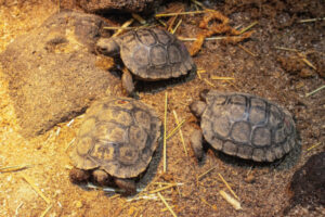 Philadelphia Zoo Announces Hatching of 4 Galapagos Tortoises