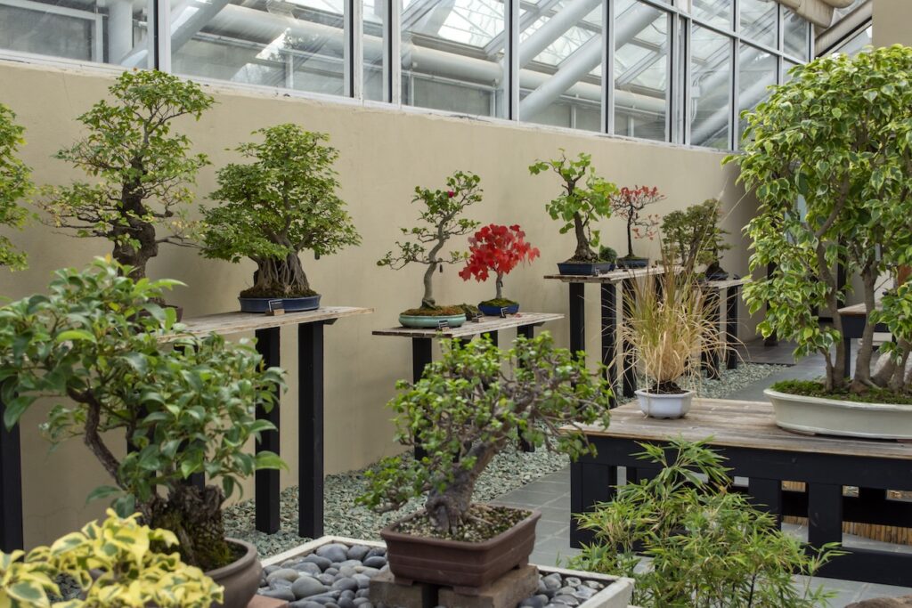 Brooklyn Botanic Garden Is Celebrating 100 Years of Its Renowned Bonsai ...