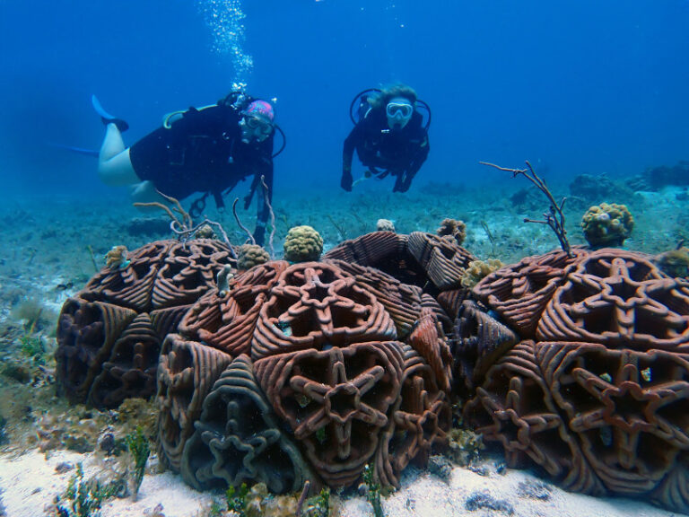 3D-Printed Coral Reefs Are Restoring Mexican Caribbean Ecosystems | My ...
