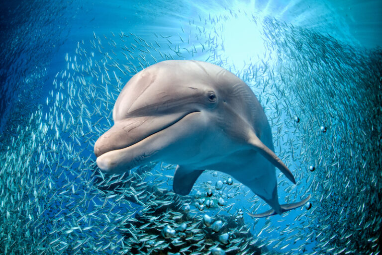 Google is Using AI to Understand How Dolphins Communicate
