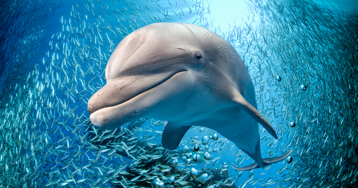 Google is Using AI to Understand How Dolphins Communicate