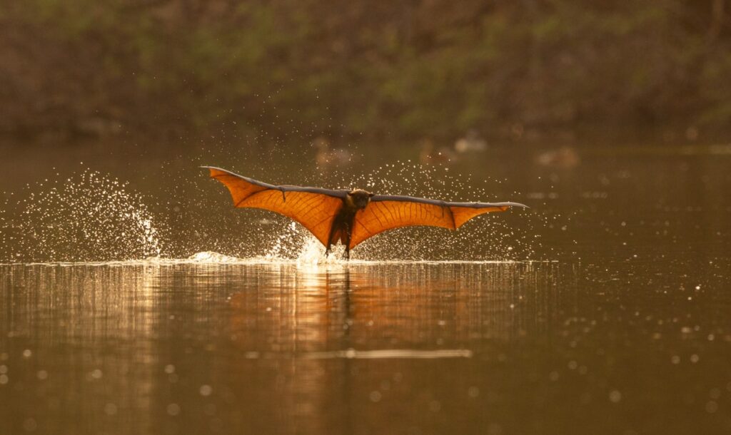 Rare Photos of Flying Foxes Active During the Day