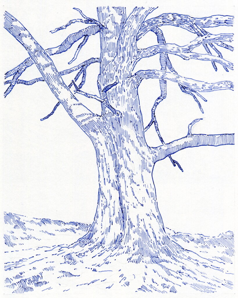 Serenity in Nature Captured Through Hatched Fountain Pen Drawings in ...