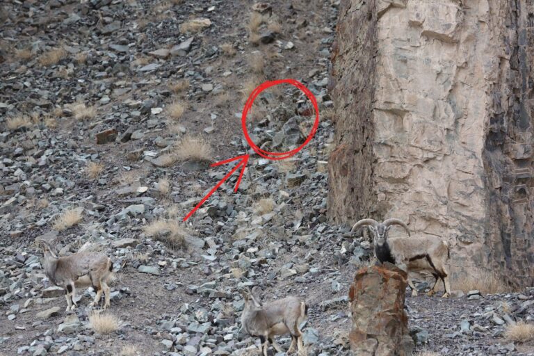 Can You Spot the Snow Leopard Hidden In This Viral Photo?