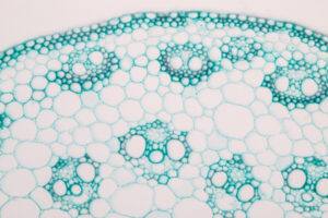 The Science Behind the “Smiling Grass” Microscopic Picture