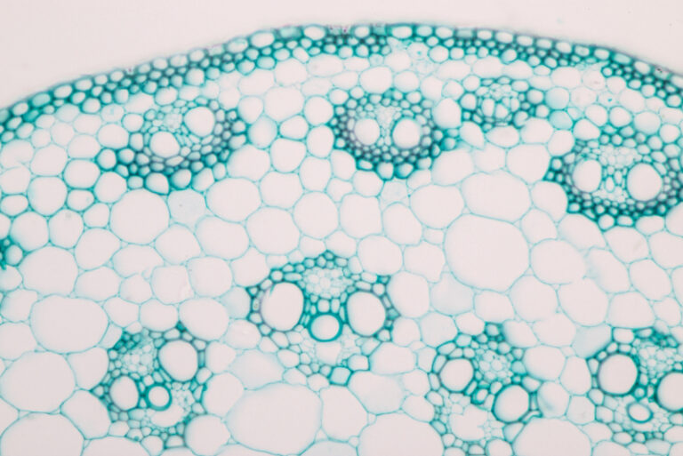 The Science Behind the “Smiling Grass” Microscopic Picture