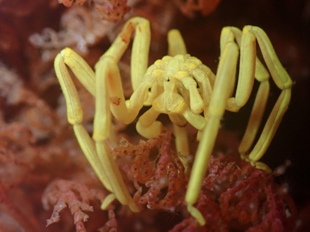 Fascinating Finalists of Tasmania's Science Photography Prize