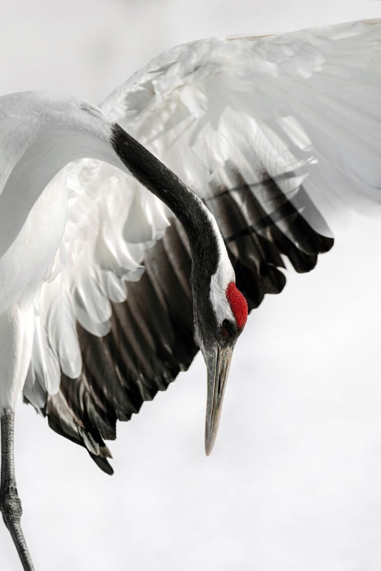 Elusive & Majestic Red-Crowned Cranes Photographed in Hokkaido