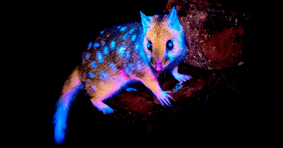 Fascinating Finalists of Tasmania's Science Photography Prize