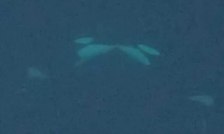 Video Shows Orcas “French Kissing” in Captivity and in the Wild