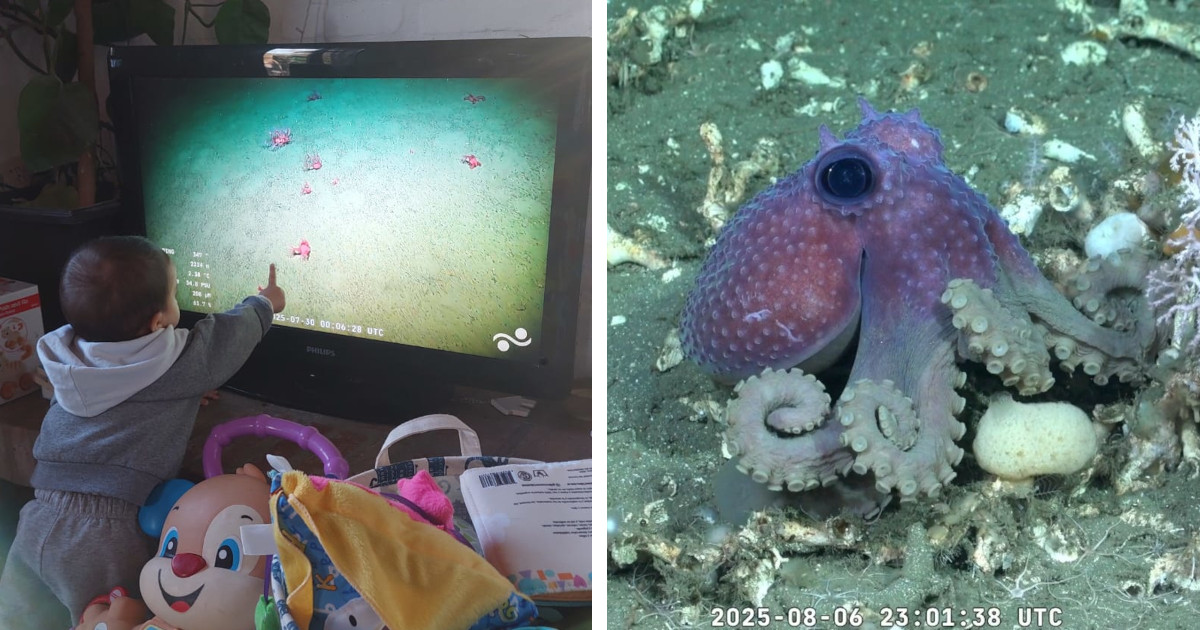 Millions Tune in to Scientist-Led Livestream of Deep Sea Creatures