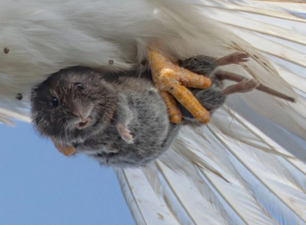 Perfectly Timed Photo Captures Unlucky Vole Looking Directly at the ...