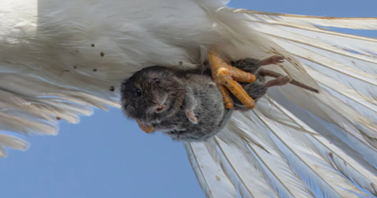 Viral Wildlife Photo Captures Unlucky Vole Swept Away as Dinner