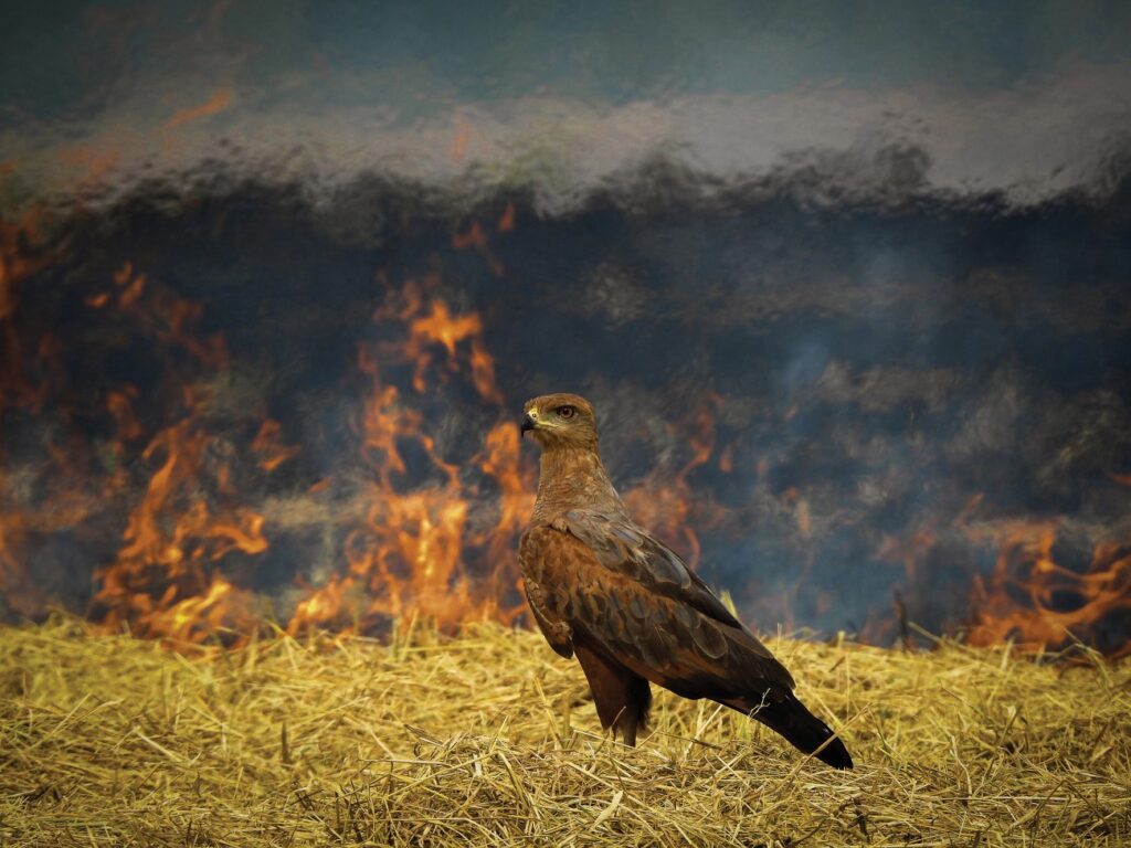 2025 Audubon Photography Awards Expands Its Reach Into South America ...