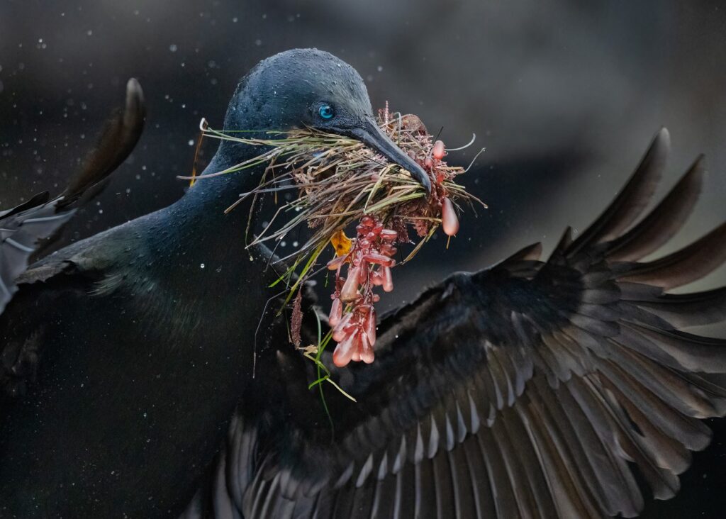 2025 Audubon Photography Awards Expands Its Reach Into South America ...