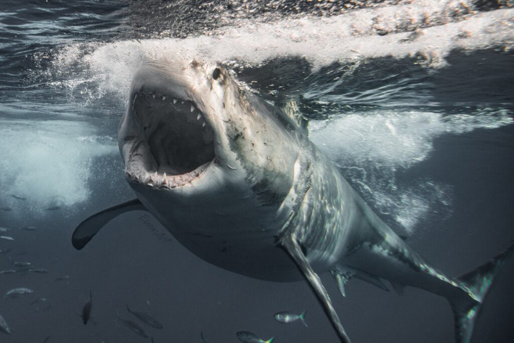 Fearless Photographer Spends His Time Getting Close With Great White ...