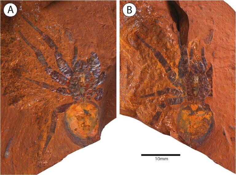Trove of Incredibly Well-Preserved Fossils Found in Australian Red ...