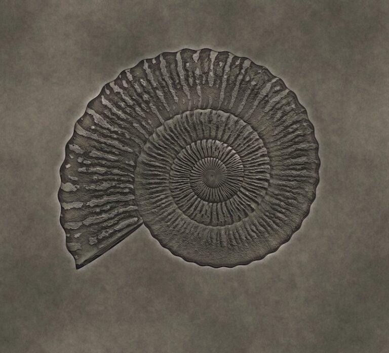 Trove of Incredibly Well-Preserved Fossils Found in Australian Red ...