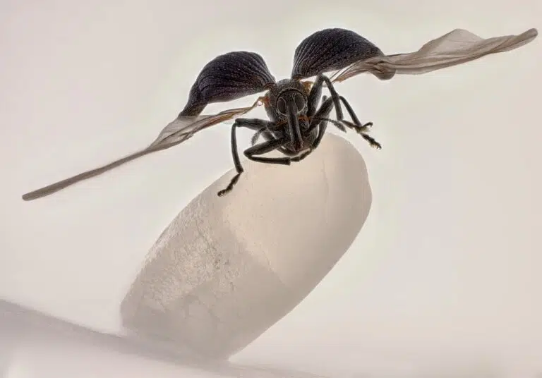 Balancing Weevil Wins 2025 Nikon Small World Photo Contest